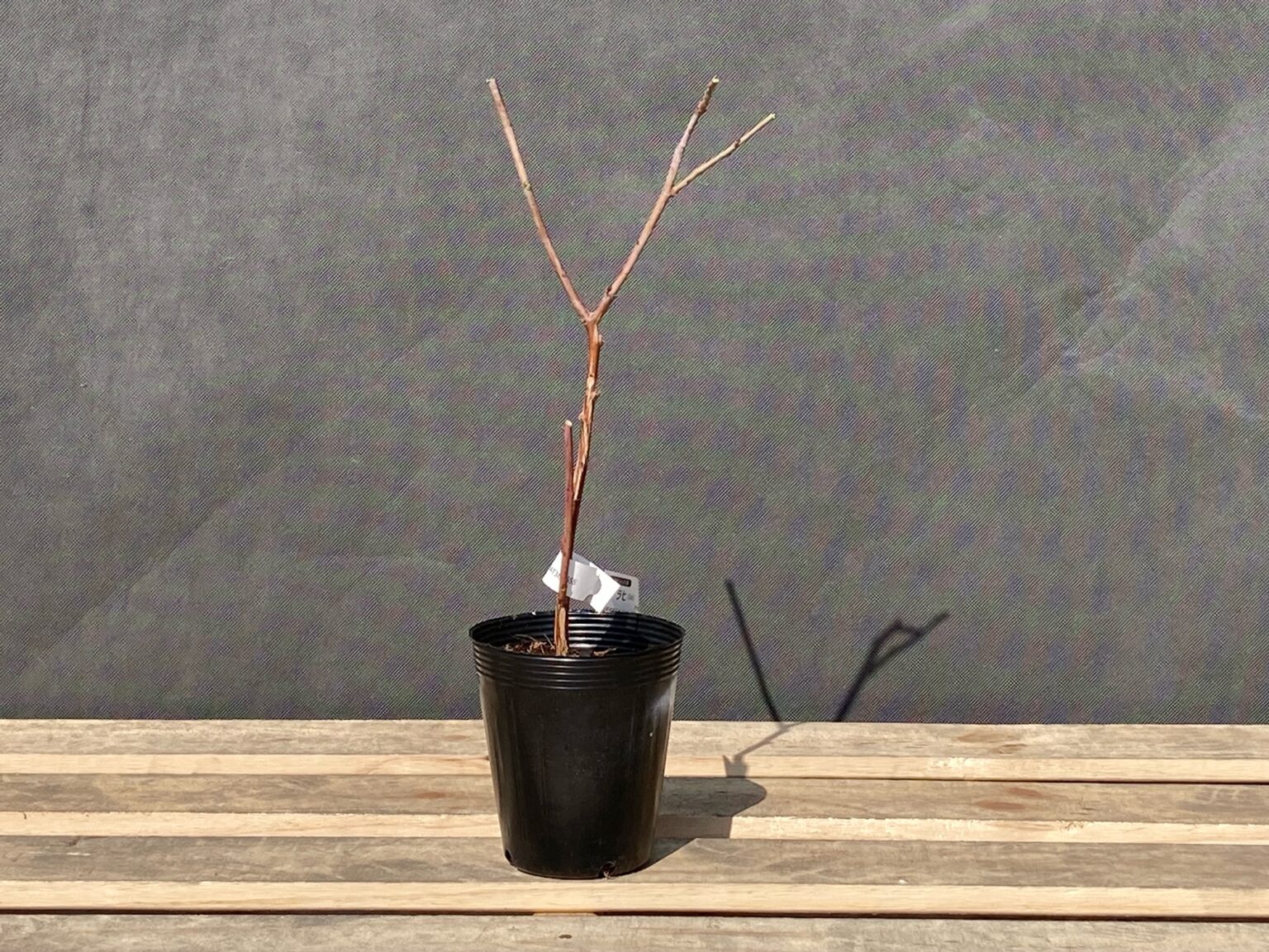 ブルーベリー苗の鉢上げ ～ポットの選び方～ - オーシャン貿易オンラインショップ BLOG